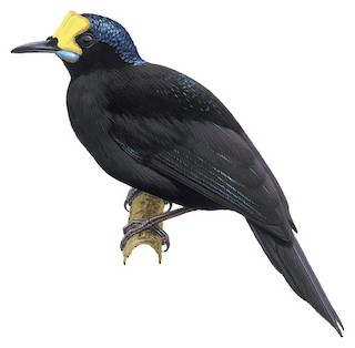 Paradisaeidae - Birds-of-Paradise - Birds of the World