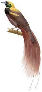 Raggiana Bird Of Paradise