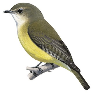 Lemon-bellied Flyrobin - Microeca flavigaster - Birds of the World