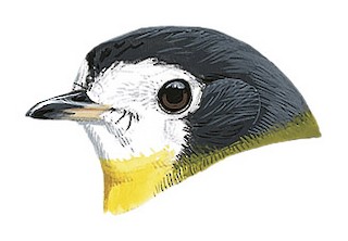 White-faced Robin - Eopsaltria leucops - Birds of the World