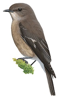 Petroicidae - Australasian Robins - Birds of the World