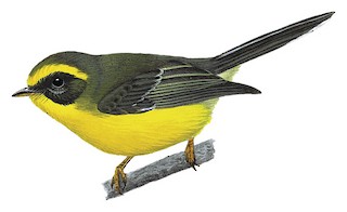 Stenostiridae - Fairy Flycatchers - Birds of the World
