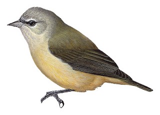 Southern Penduline-Tit - Anthoscopus minutus - Birds of the World