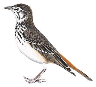 Alaudidae - Larks - Birds of the World