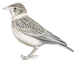 Chestnut-backed Sparrow-Lark - Eremopterix leucotis - Birds of the World