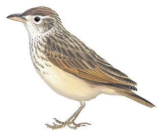 Eastern Clapper Lark - Corypha fasciolata - Birds of the World