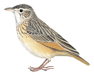 Flappet Lark - Amirafra rufocinnamomea - Birds of the World