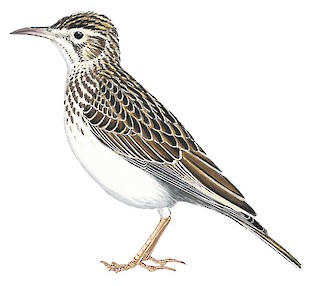 Alaudidae - Larks - Birds of the World