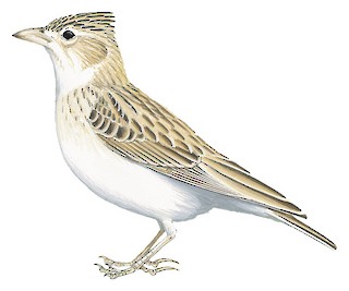 Alaudidae - Larks - Birds of the World