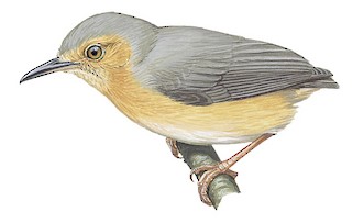 Red-faced Crombec - Sylvietta whytii - Birds of the World