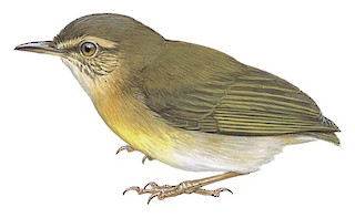 Green Crombec - Sylvietta virens - Birds of the World