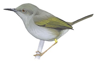 Green-backed Camaroptera - Camaroptera brachyura - Birds of the World
