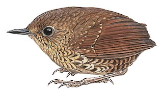 Pygmy Cupwing - Pnoepyga pusilla - Birds of the World