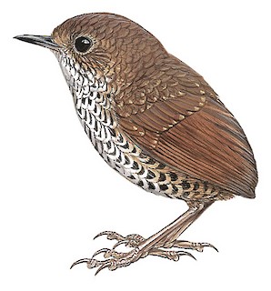 Pygmy Cupwing - Pnoepyga pusilla - Birds of the World