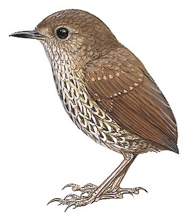 Pygmy Cupwing - Pnoepyga pusilla - Birds of the World