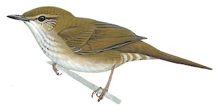 Spotted Bush Warbler - Locustella thoracica - Birds of the World