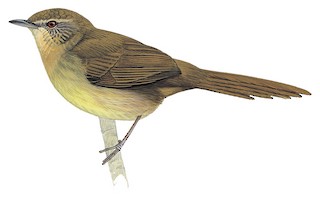 Locustellidae - Grassbirds and Allies - Birds of the World
