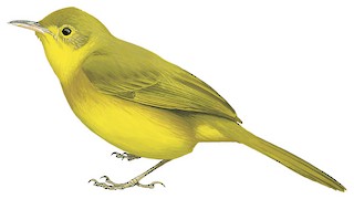 Locustellidae - Grassbirds and Allies - Birds of the World