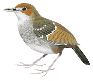 Locustellidae - Grassbirds and Allies - Birds of the World