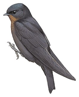 Hirundinidae - Swallows - Birds of the World