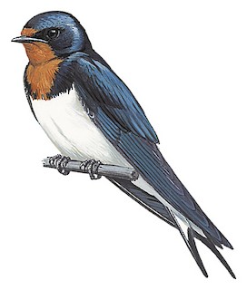 Red-chested Swallow - Hirundo lucida - Birds of the World