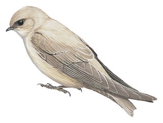 Pale Crag-Martin - Ptyonoprogne obsoleta - Birds of the World