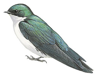 Golden Swallow - Tachycineta euchrysea - Birds of the World
