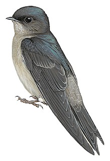 Sistematização - White-thighed Swallow - Atticora tibialis - Birds of ...