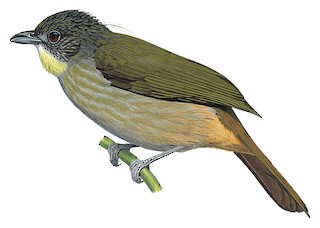 Western Bearded-Greenbul - Criniger barbatus - Birds of the World