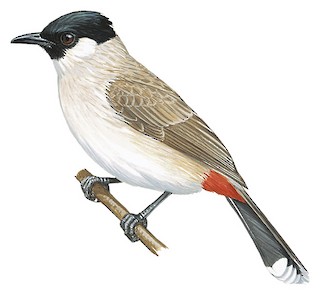 Sooty-headed Bulbul - Pycnonotus aurigaster - Birds of the World