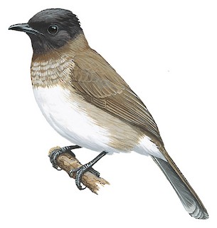 Common Bulbul - Pycnonotus barbatus - Birds of the World