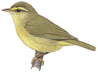 Tickell's Leaf Warbler - Phylloscopus affinis - Birds of the World