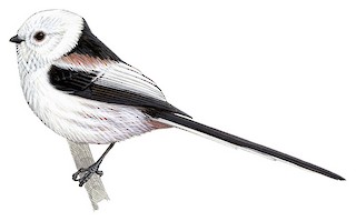 Aegithalidae - Long-tailed Tits - Birds of the World