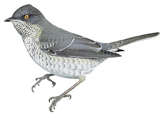 Sylviidae - Sylviid Warblers and Allies - Birds of the World