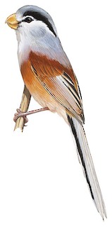 Reed Parrotbill - Paradoxornis heudei - Birds of the World
