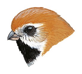 Golden Parrotbill - Suthora verreauxi - Birds of the World