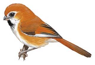 Golden Parrotbill - Suthora verreauxi - Birds of the World
