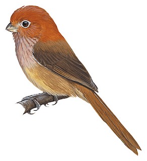 Brown-winged Parrotbill - Suthora brunnea - Birds of the World