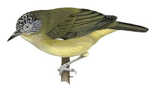 Zosteropidae - White-eyes, Yuhinas, and Allies - Birds of the World