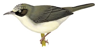 Zosteropidae - White-eyes, Yuhinas, and Allies - Birds of the World
