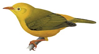 Zosteropidae - White-eyes, Yuhinas, and Allies - Birds of the World