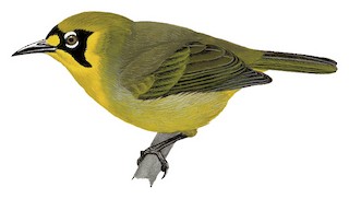 Zosteropidae - White-eyes, Yuhinas, and Allies - Birds of the World