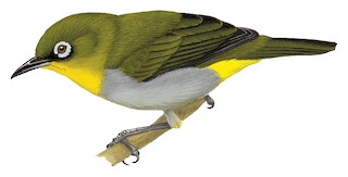 Swinhoe's White-eye - Zosterops simplex - Birds of the World