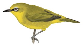 Lemon-bellied White-eye - Zosterops chloris - Birds of the World