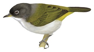 Cream-throated White-eye - Zosterops atriceps - Birds of the World