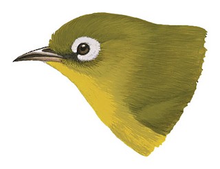 Yellow-fronted White-eye - Zosterops flavifrons - Birds of the World