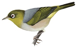 Silvereye - Zosterops lateralis - Birds of the World