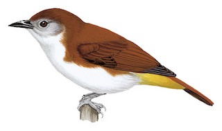 Zosteropidae - White-eyes, Yuhinas, and Allies - Birds of the World
