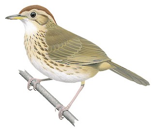 Puff-throated Babbler - Pellorneum ruficeps - Birds of the World