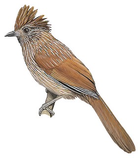 Leiothrichidae - Laughingthrushes and Allies - Birds of the World